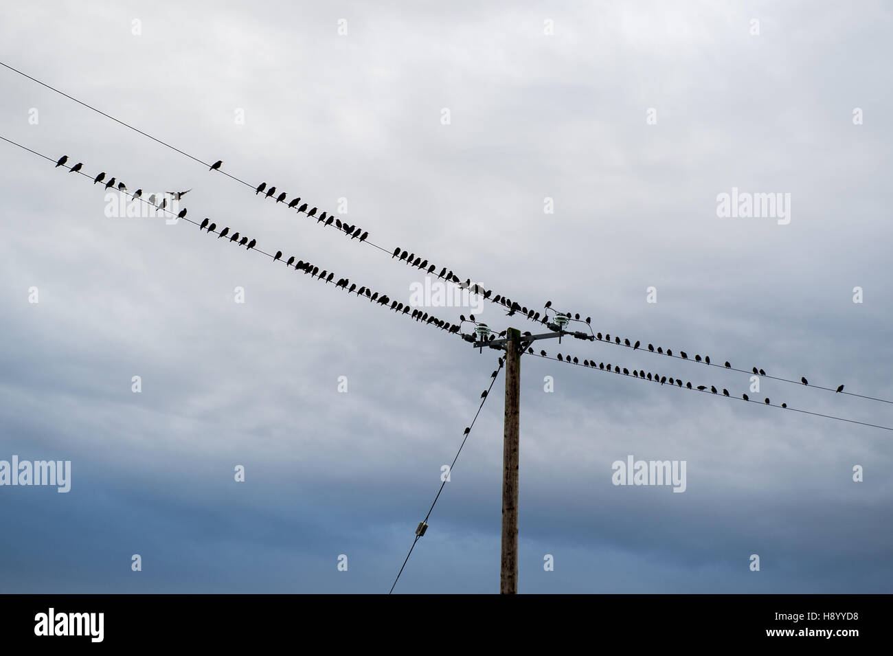 Birds on telephone wires hi-res stock photography and images - Alamy