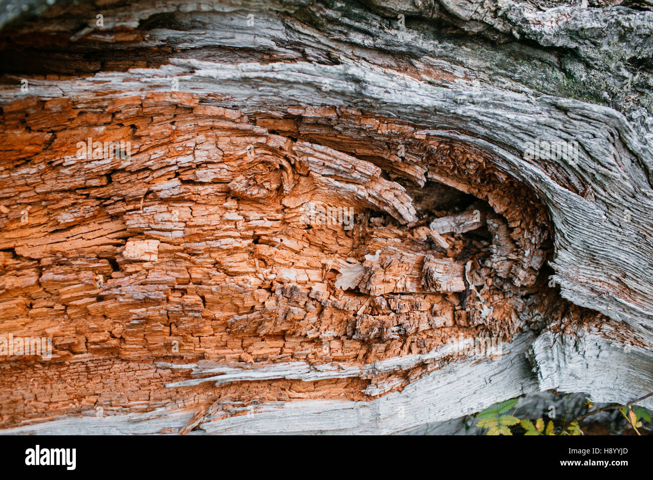 Old rough wood texture. Wooden . background. Tree . . Crack ...