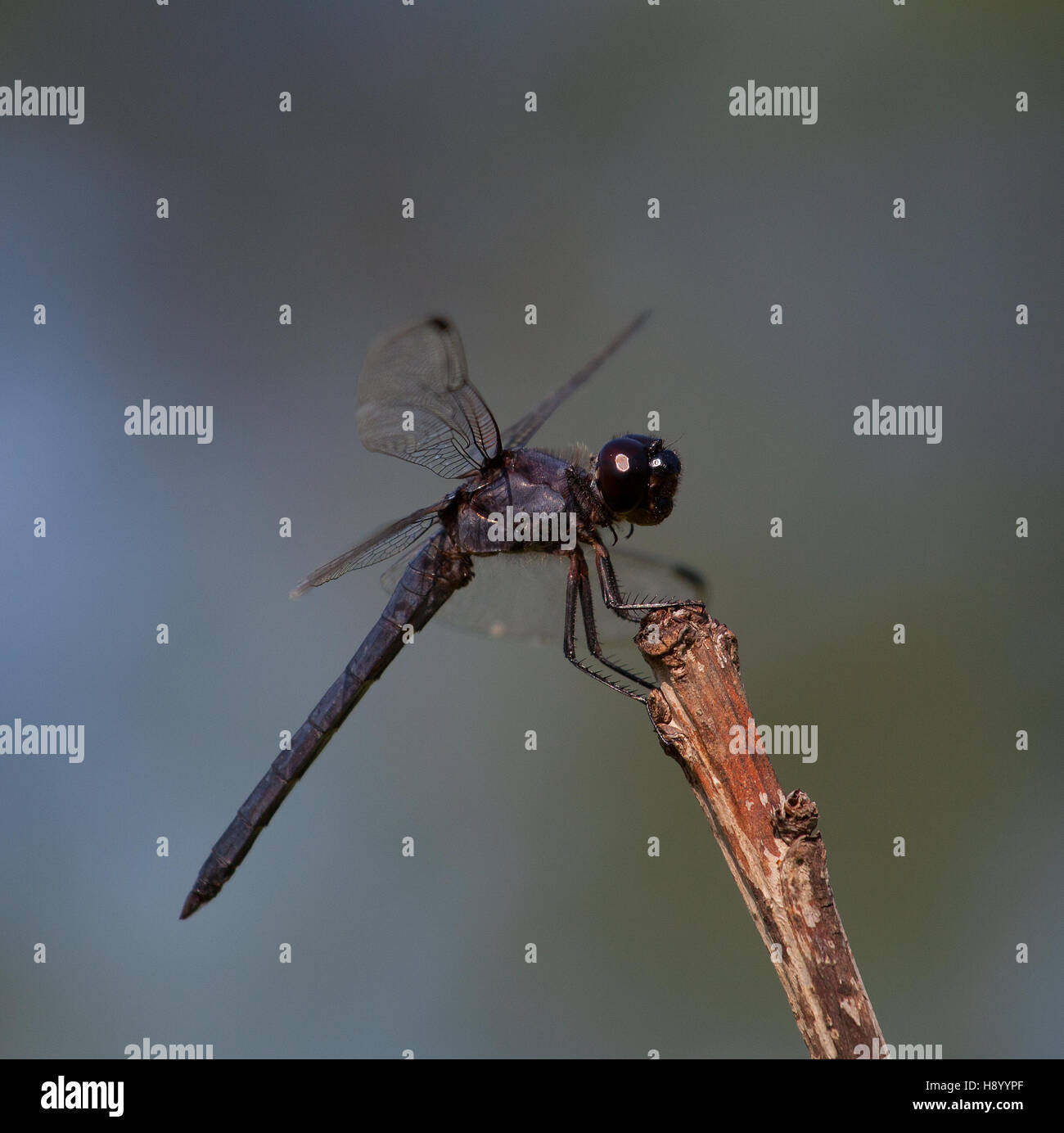 Big dragonfly hi-res stock photography and images - Alamy