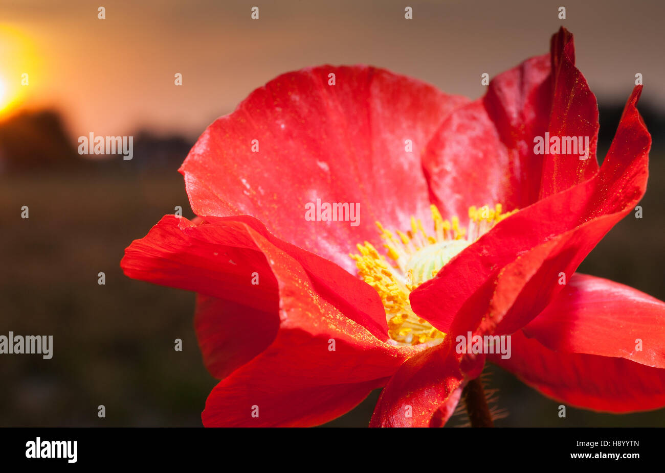 Poppy in bloom collecting the last light before sunset Stock Photo - Alamy