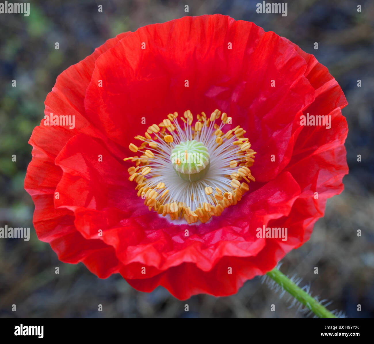 Red poppy that has just opened up hours before Stock Photo - Alamy