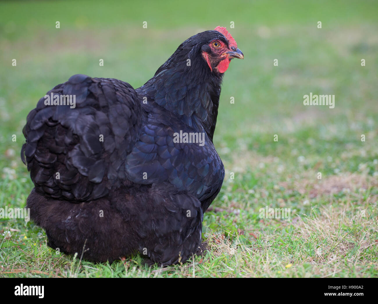 Black tail chicken hi-res stock photography and images - Alamy