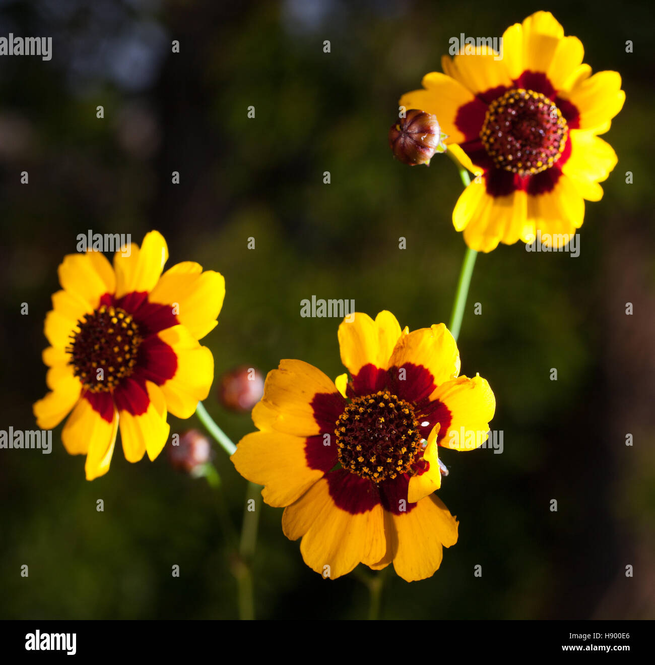 Flowering stem rises hi-res stock photography and images - Alamy
