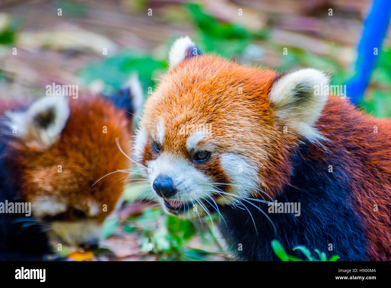Cute Panda High Resolution Stock Photography and Images - Alamy