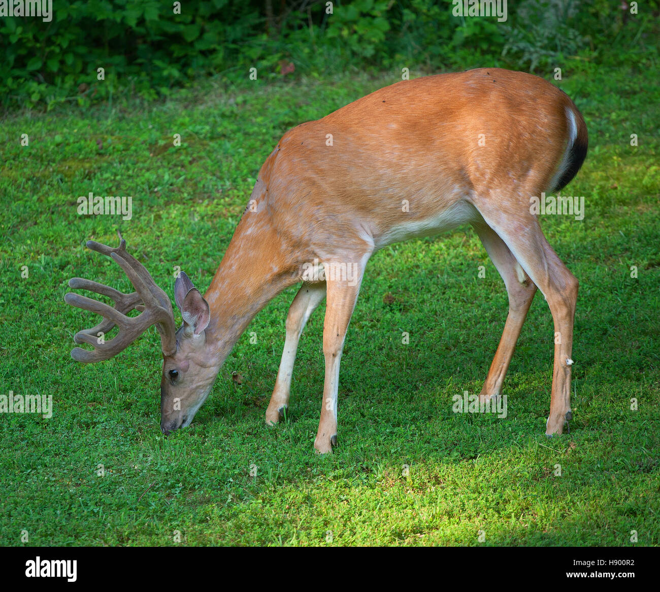 Male whitetail deer grazing on some green grass Stock Photo - Alamy