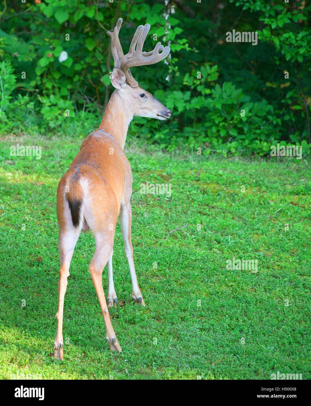 Whitetail buck staring at something next to the forest Stock Photo - Alamy