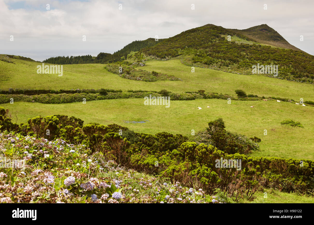 Azores landscape with green meadows and hydrangeas in Faial island ...