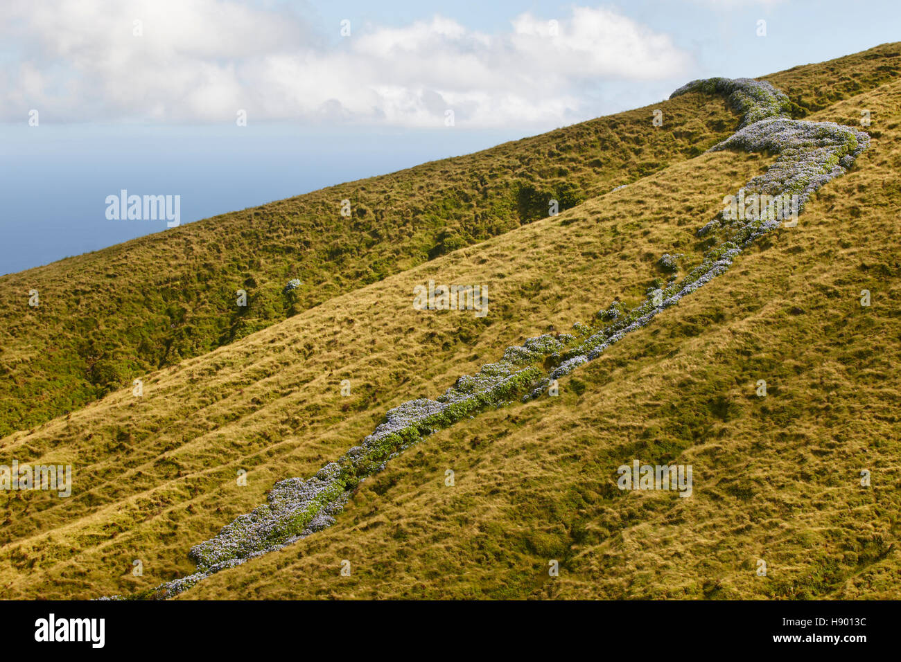 Azores landscape with green meadows and hydrangeas in Faial island ...