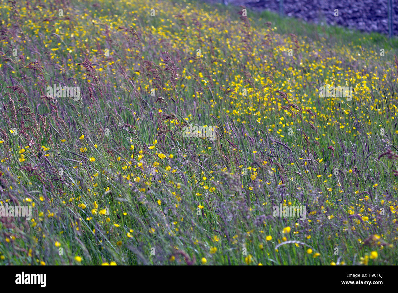 Scottish wild meadow flower background grasses and weeds Stock Photo ...