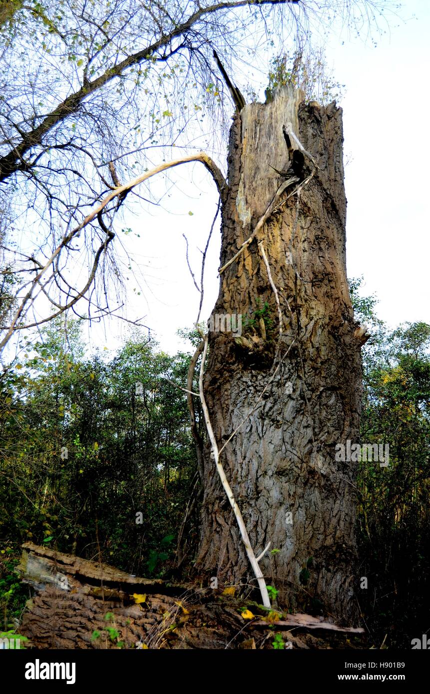 Deceased tree trunk hi-res stock photography and images - Alamy