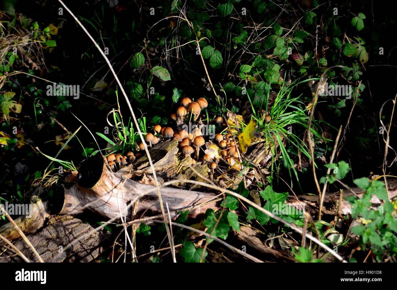 Fungus on dead tree Stock Photo - Alamy