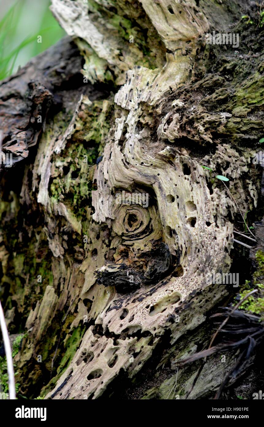 Old rotted log hi-res stock photography and images - Alamy