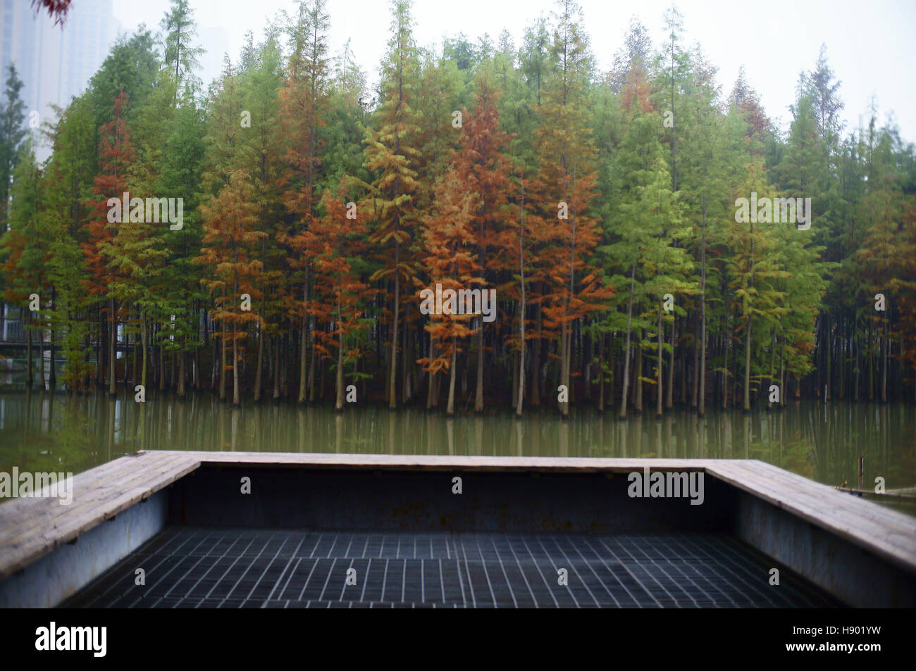 Dawn redwoods china hi-res stock photography and images - Alamy