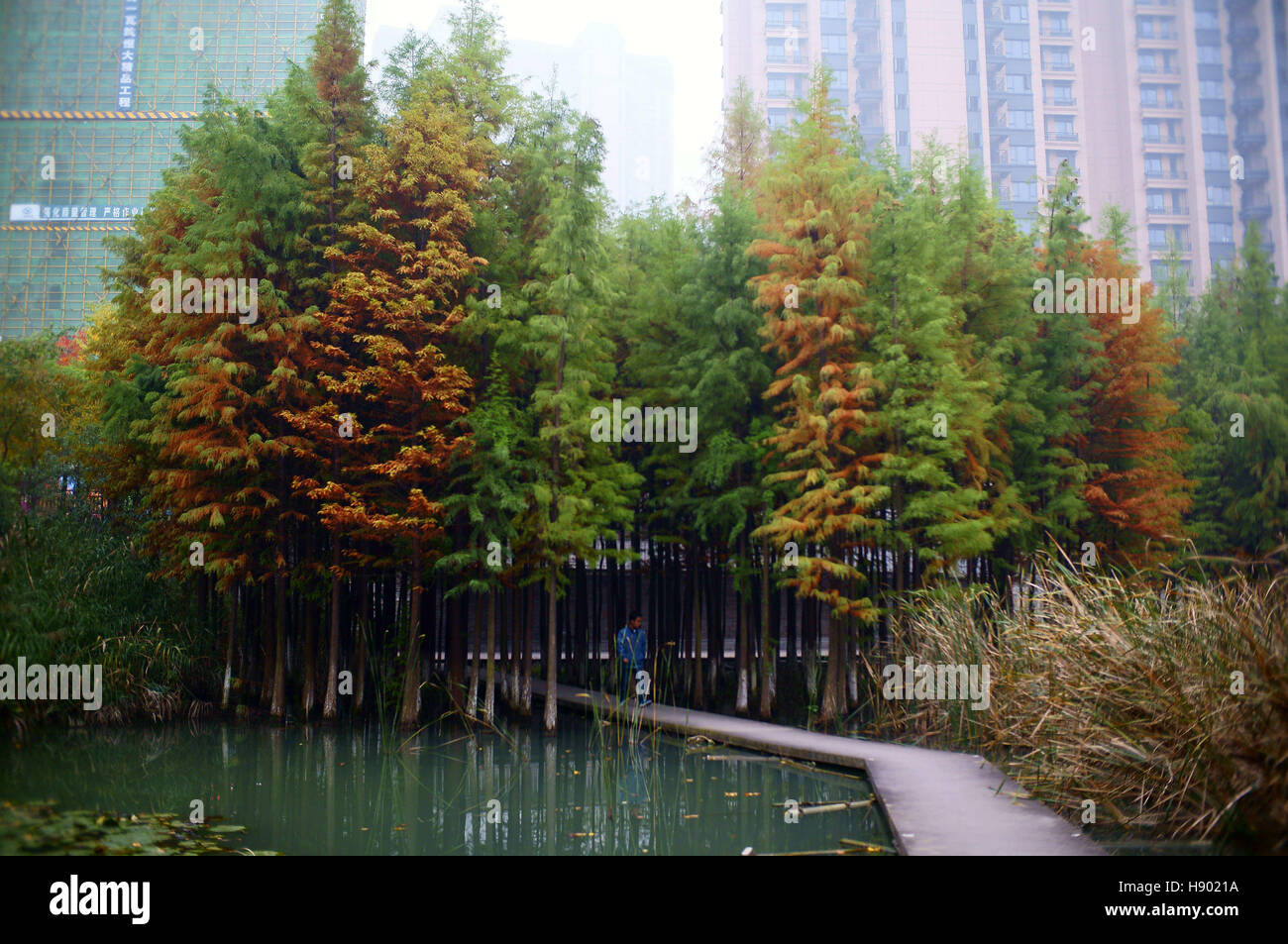 Dawn redwoods china hi-res stock photography and images - Alamy