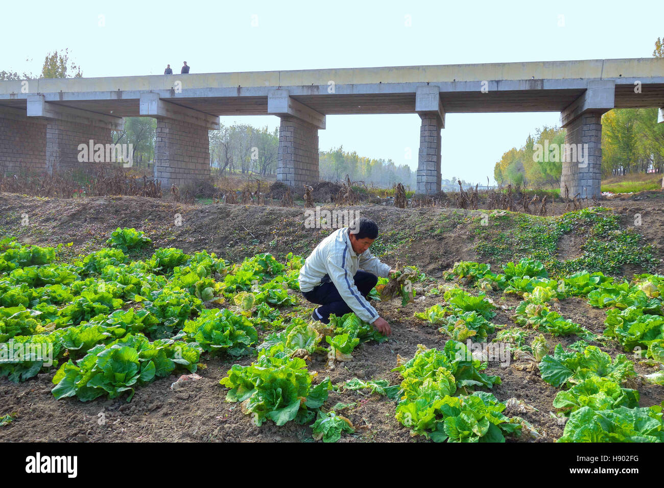 Suzhou, Suzhou, China. 16th Nov, 2016. The dry riverbed changed into ...