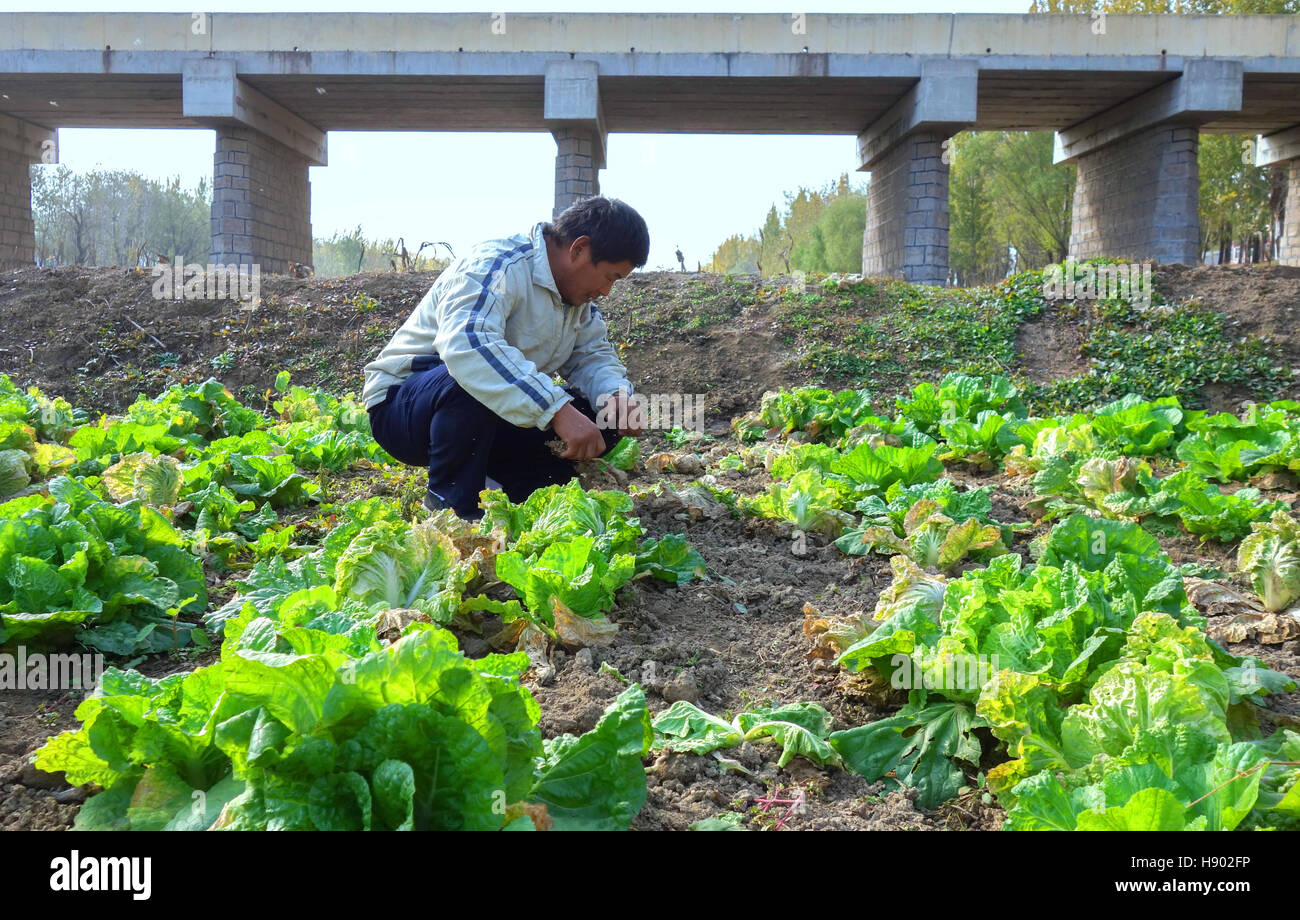 Suzhou, Suzhou, China. 16th Nov, 2016. The dry riverbed changed into ...