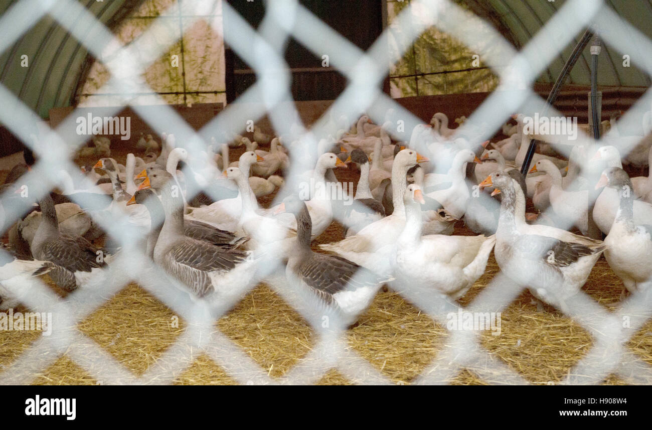 Fellbach, Germany. 17th Nov, 2016. Geese stand in a stall at Bauerle ...