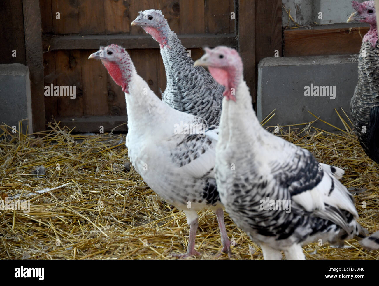 Gettorf, Germany. 17th Nov, 2016. Turkeys stand in a closed stall at ...