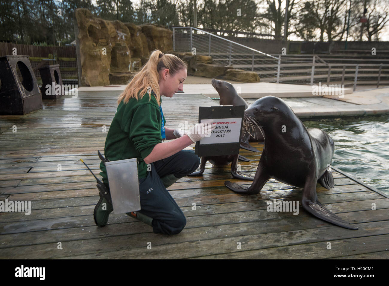 Whipsnade Zoo, Dunstable, UK. 10th January 2017. Thousands of animals ...