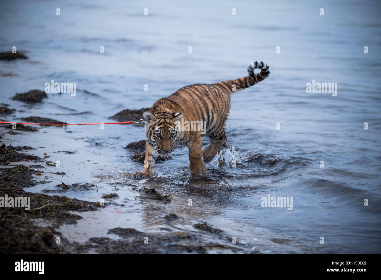 Dassow, Germany. 9th Jan, 2017. Elsa the 4-month-old Siberian tiger cub ...