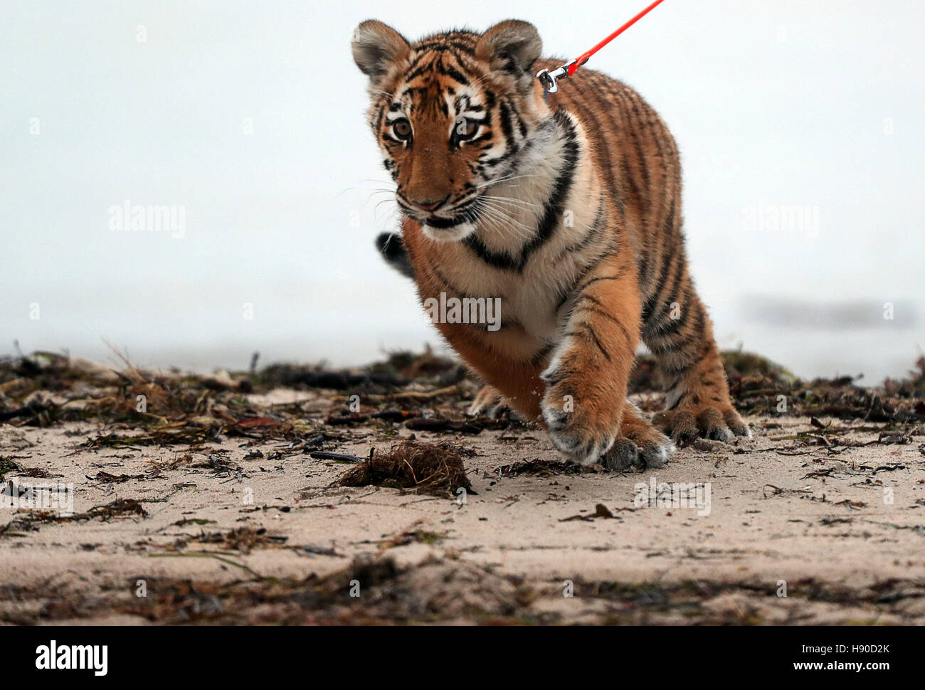 Dassow, Germany. 9th Jan, 2017. Elsa the 4-month-old Siberian tiger cub ...