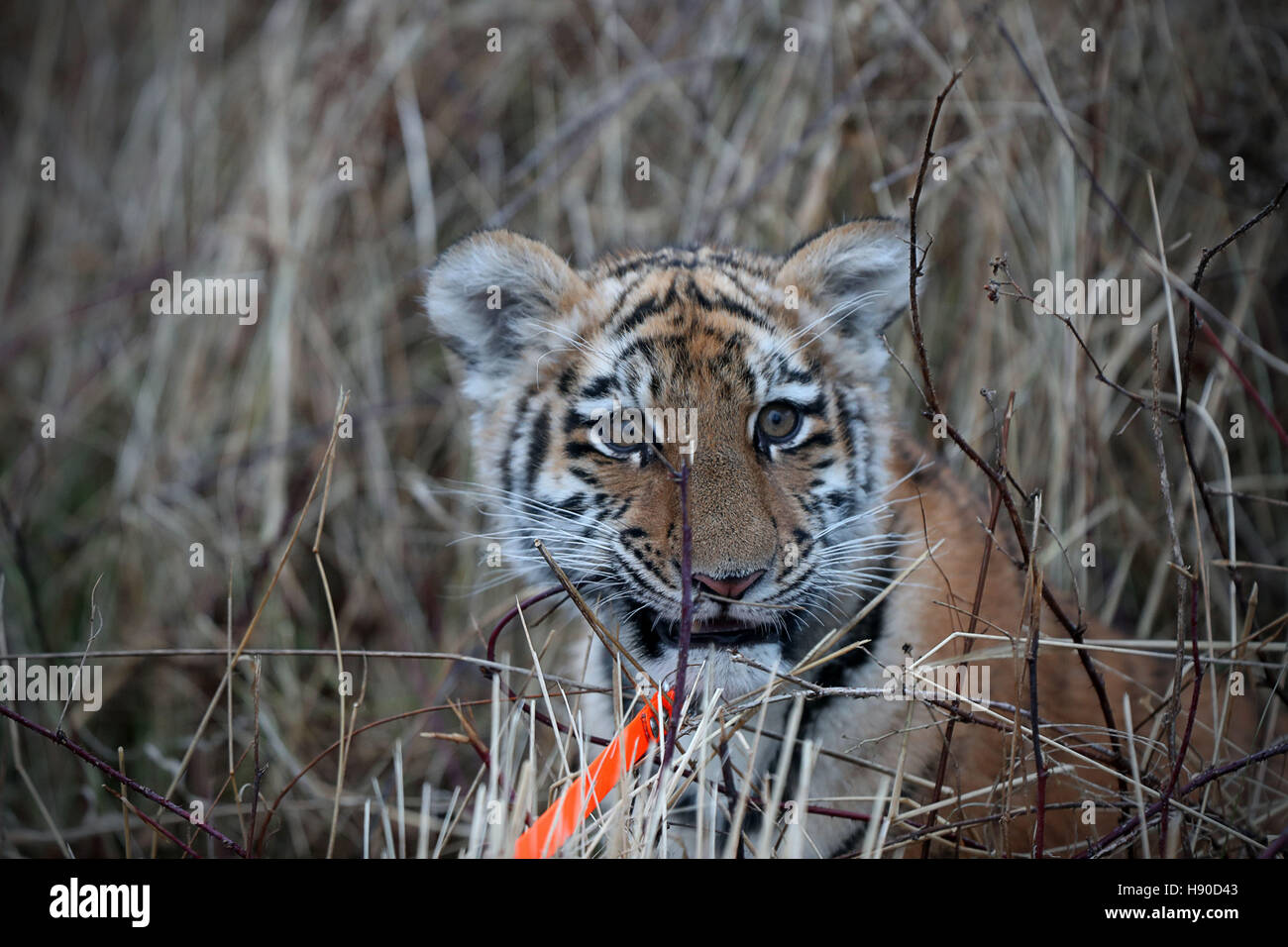 Dassow, Germany. 9th Jan, 2017. Elsa the 4-month-old Siberian tiger cub ...