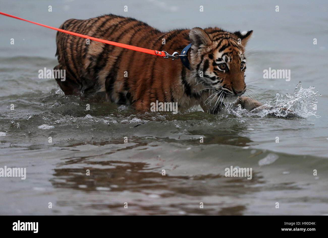 Dassow, Germany. 9th Jan, 2017. Elsa the 4-month-old Siberian tiger cub ...