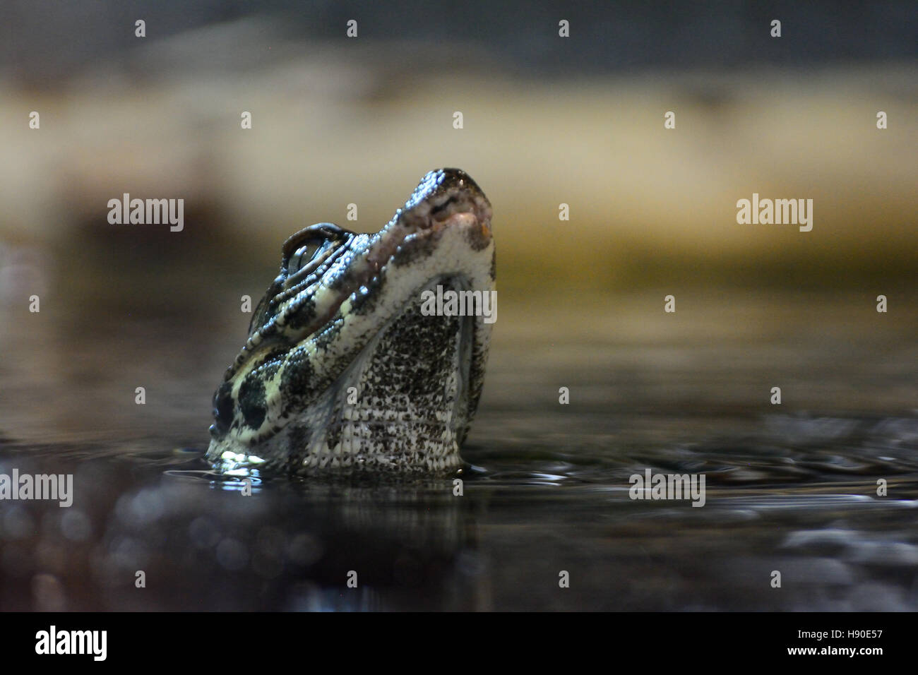 Crocodile zoo enclosure hi-res stock photography and images - Alamy
