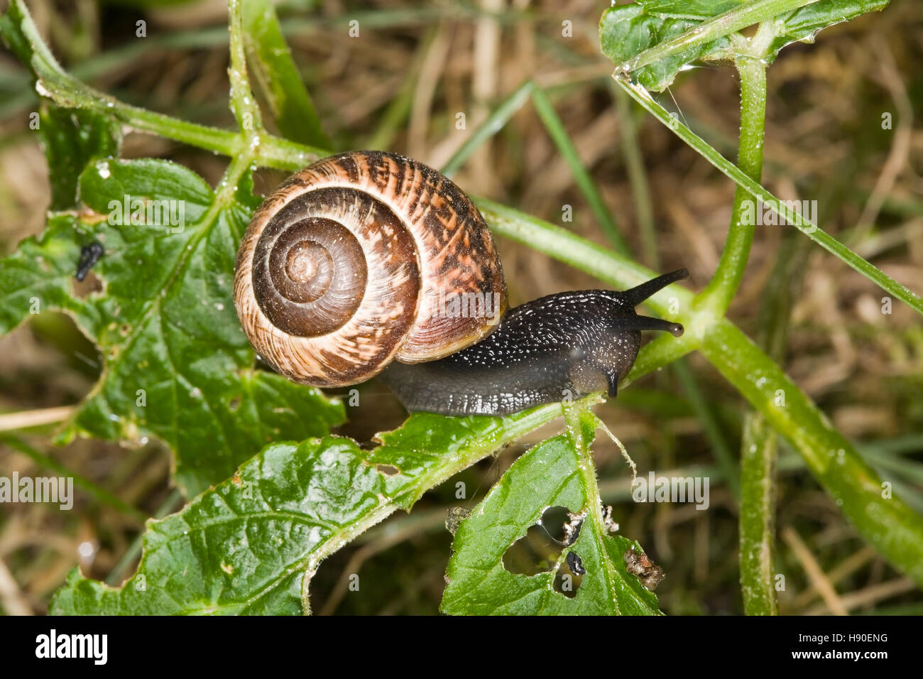 Arianta arbustorum, copse snail, Finland Stock Photo - Alamy