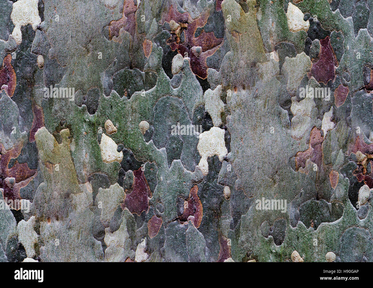 Colorful tree bark as Seamless texture background Stock Photo - Alamy