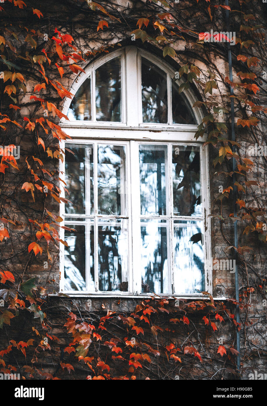 Window with fall colored ivy Stock Photo - Alamy