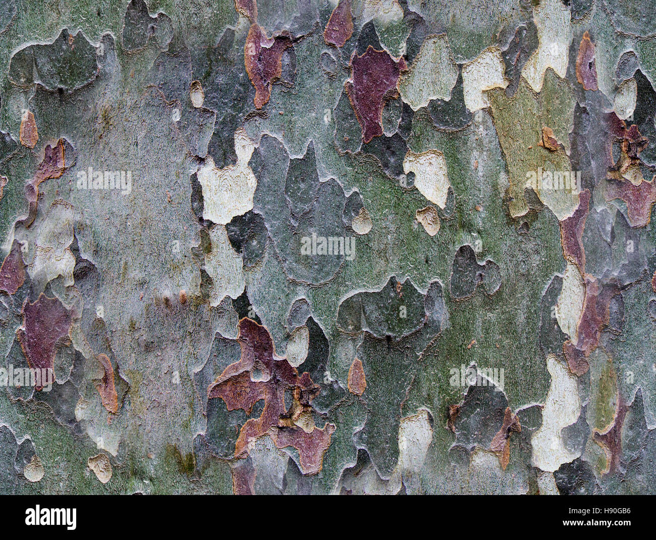 Seamless tree bark wood texture hi-res stock photography and images - Alamy