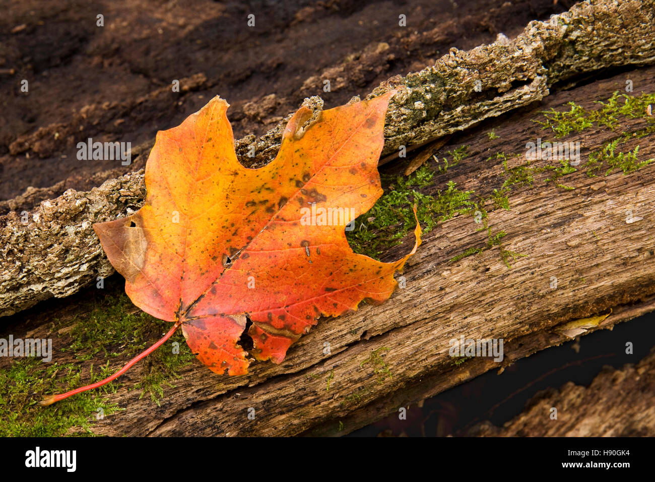 Disintegrate hi-res stock photography and images - Alamy