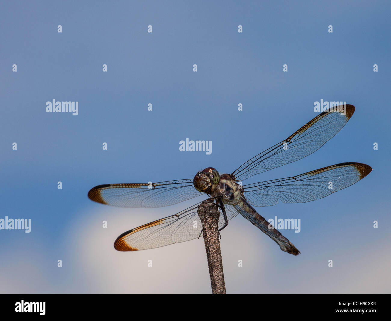 Dragonfly looking at camera hi-res stock photography and images - Alamy