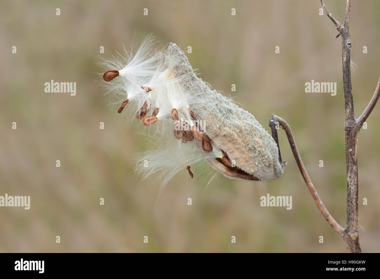 Like fireworks exploding in the night sky, a milkweed pod explodes on ...