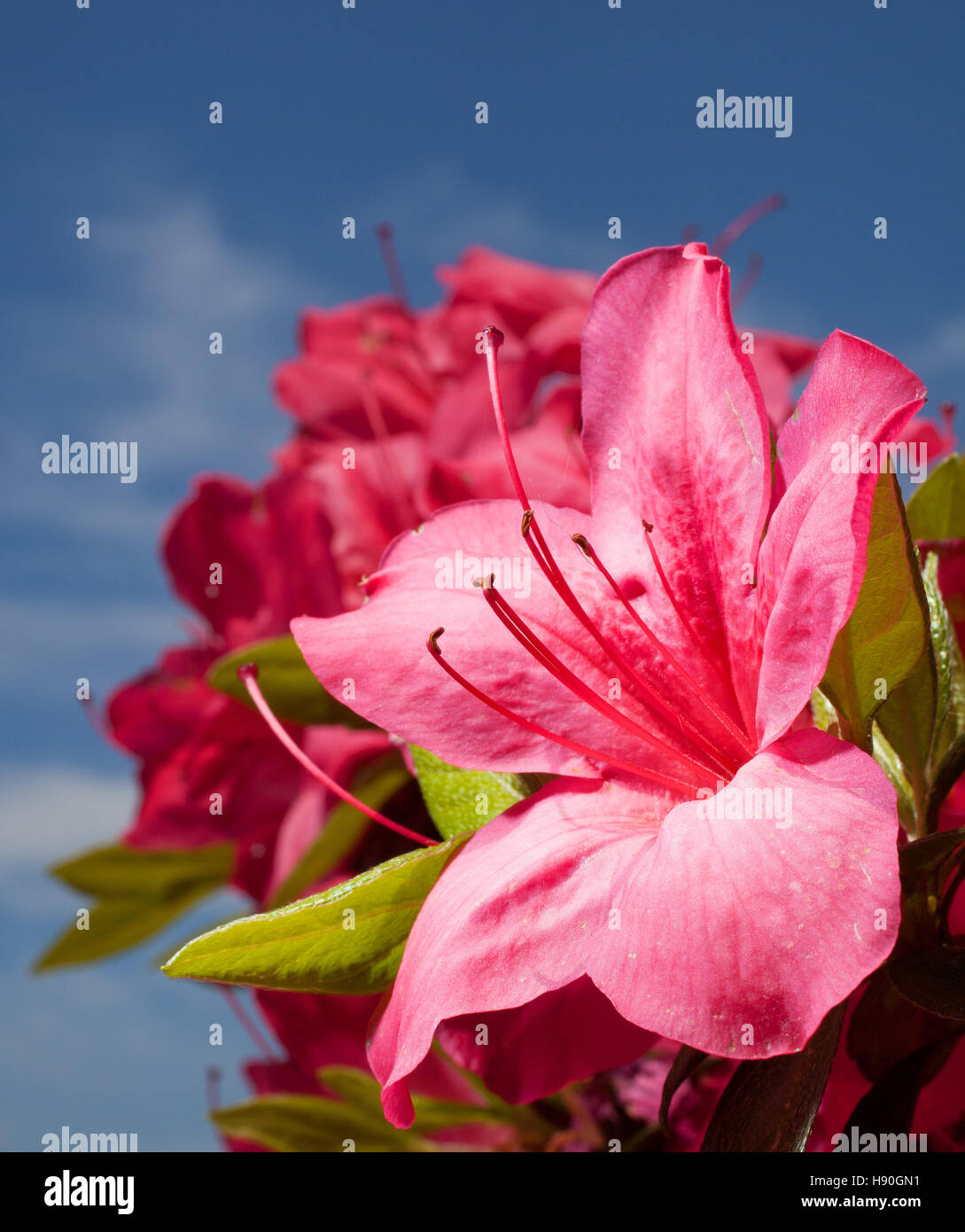 Blue azalea bush hi-res stock photography and images - Alamy