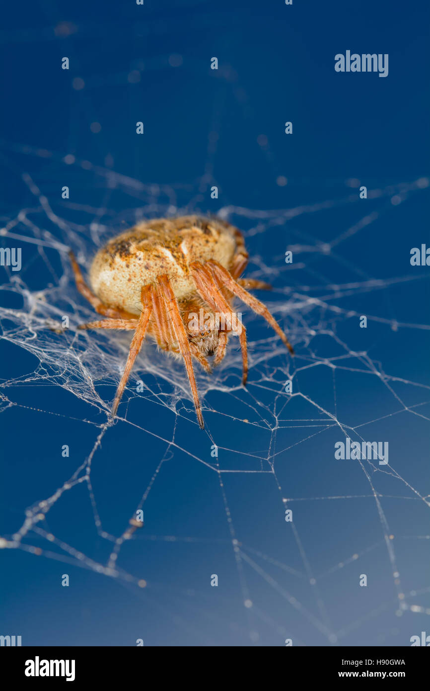 Redback Spider High Resolution Stock Photography and Images - Alamy