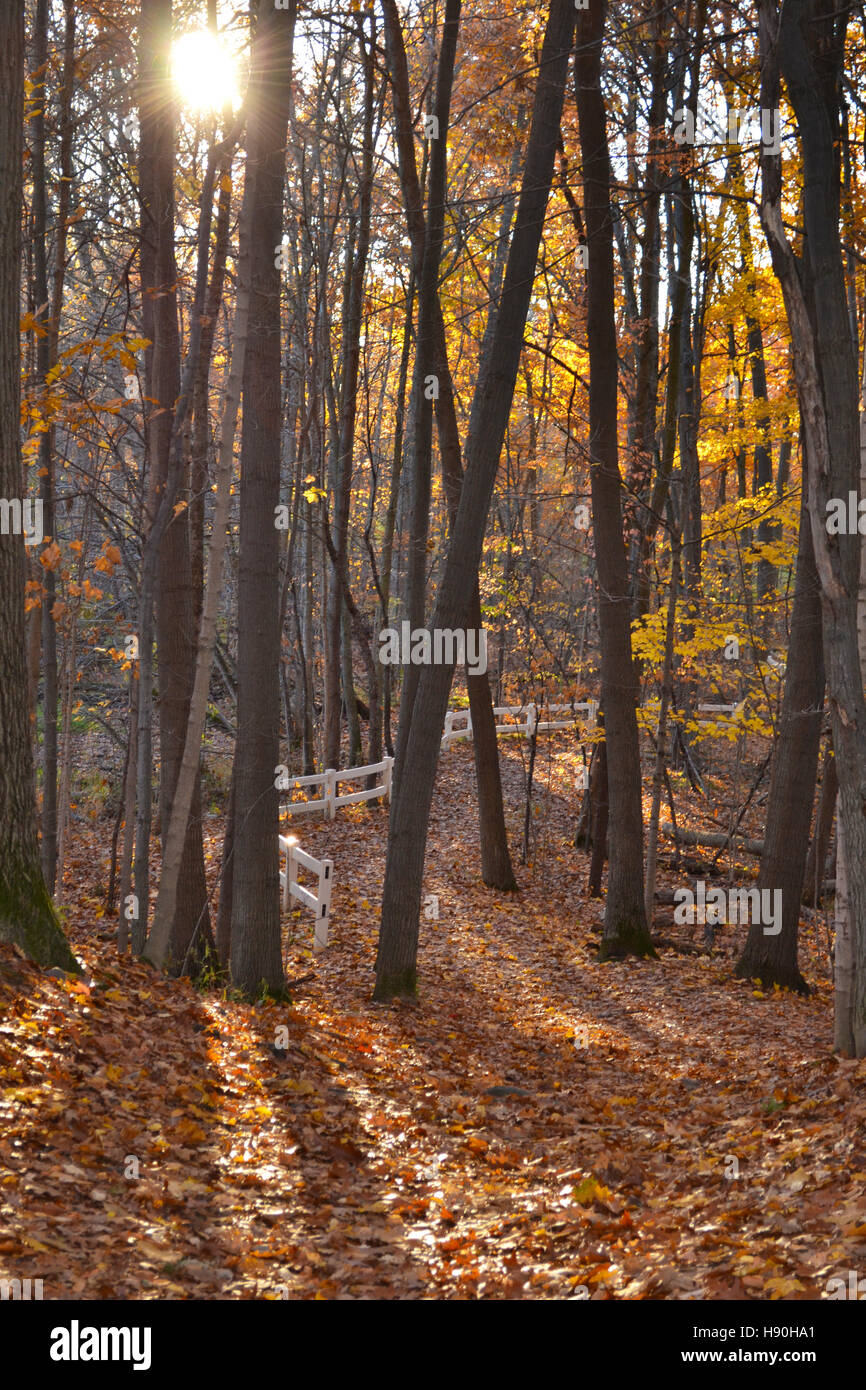 Fall scene in the park Stock Photo - Alamy