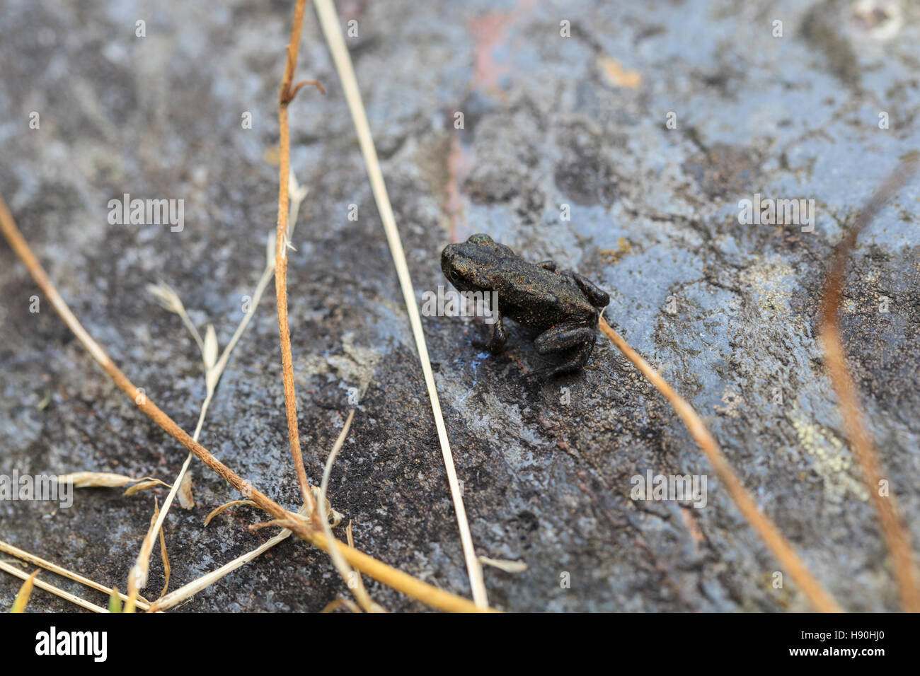 Juvenile common frog Stock Photo - Alamy