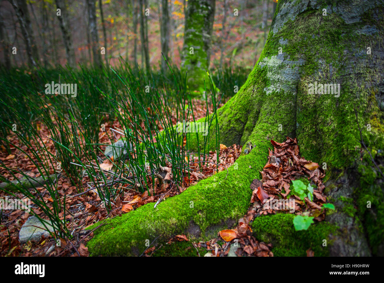 Forest meadow space text hi-res stock photography and images - Alamy