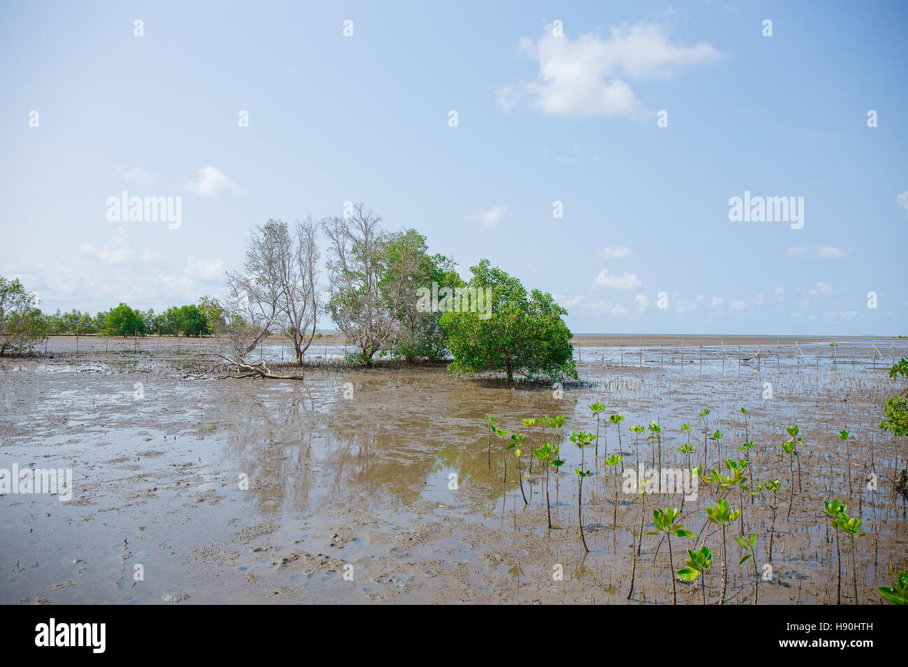 At low tide the mangrove forests Stock Photo - Alamy