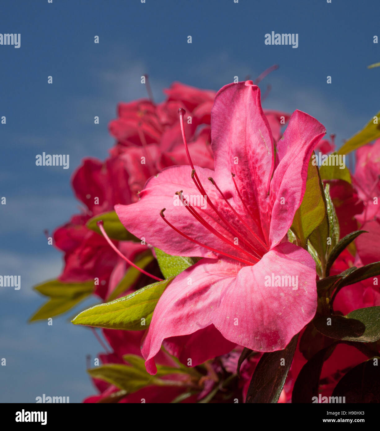 Azalea bush hi-res stock photography and images - Alamy