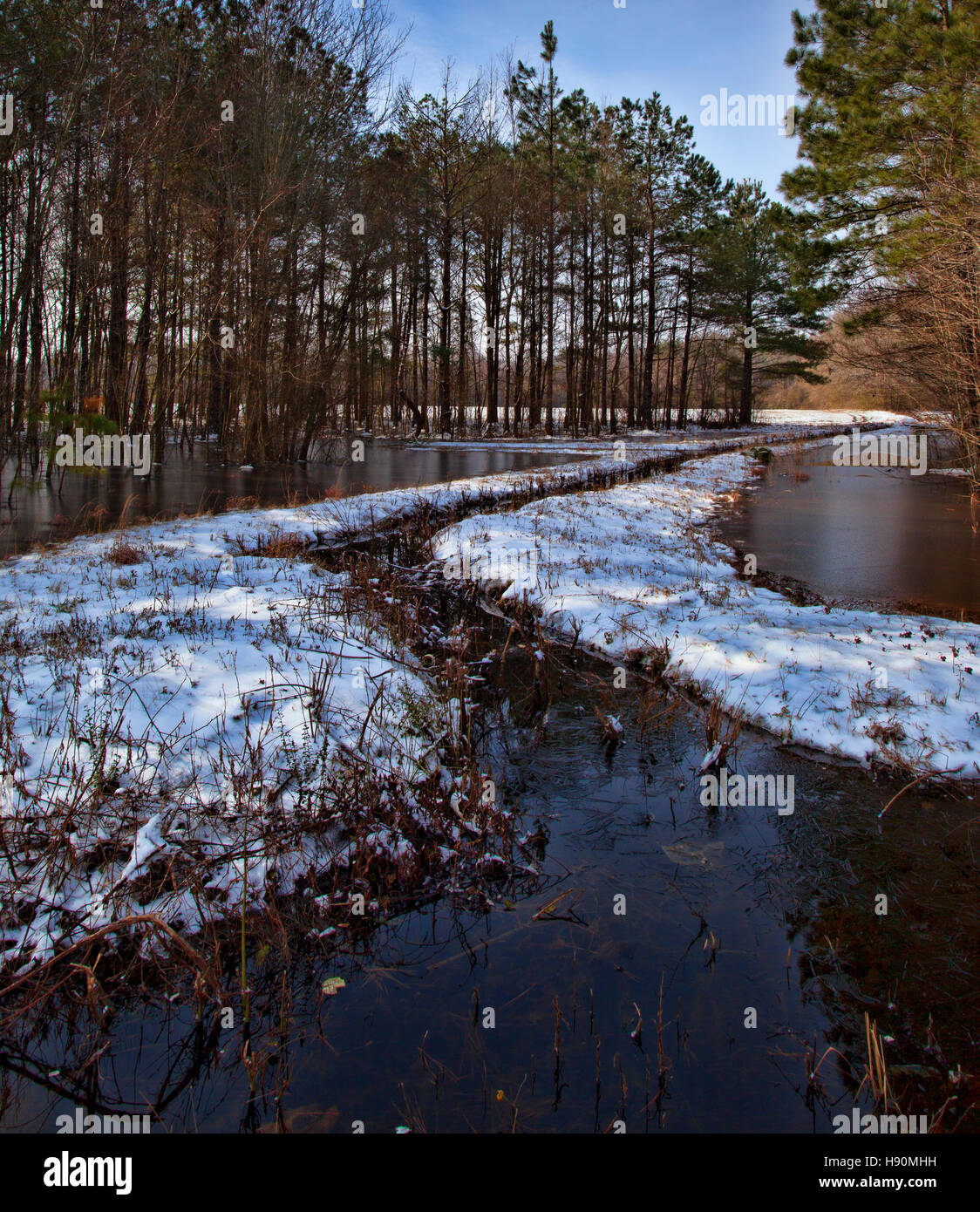 Line of trees with snow and water and ice underneath Stock Photo - Alamy