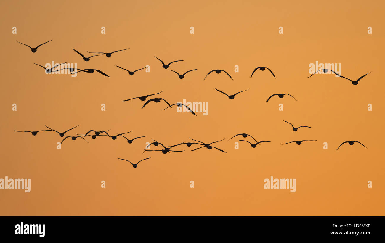 Geese flying sunset hi-res stock photography and images - Alamy