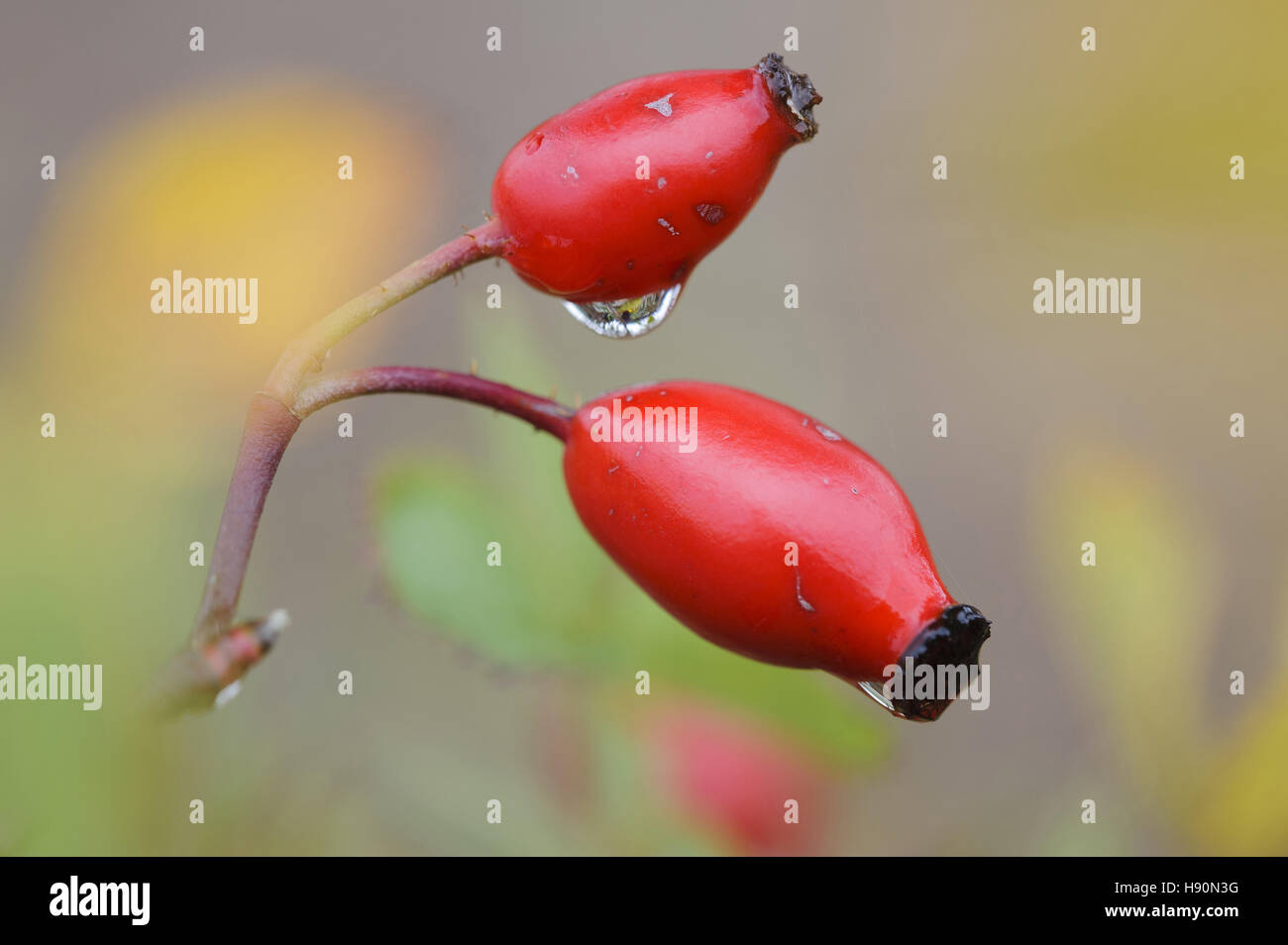 Hips and haws hi-res stock photography and images - Alamy