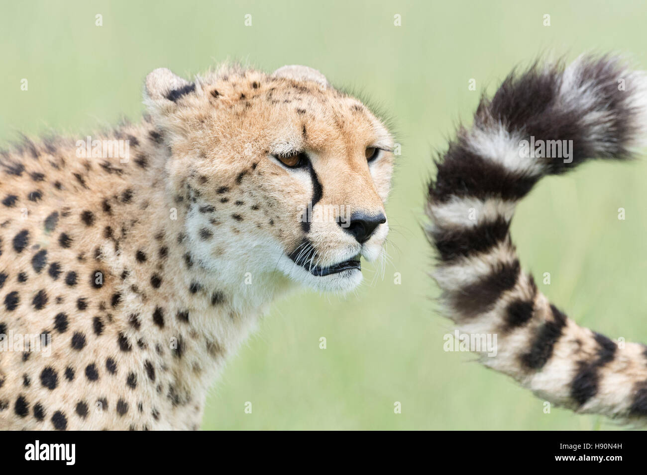 Cheetah Tail