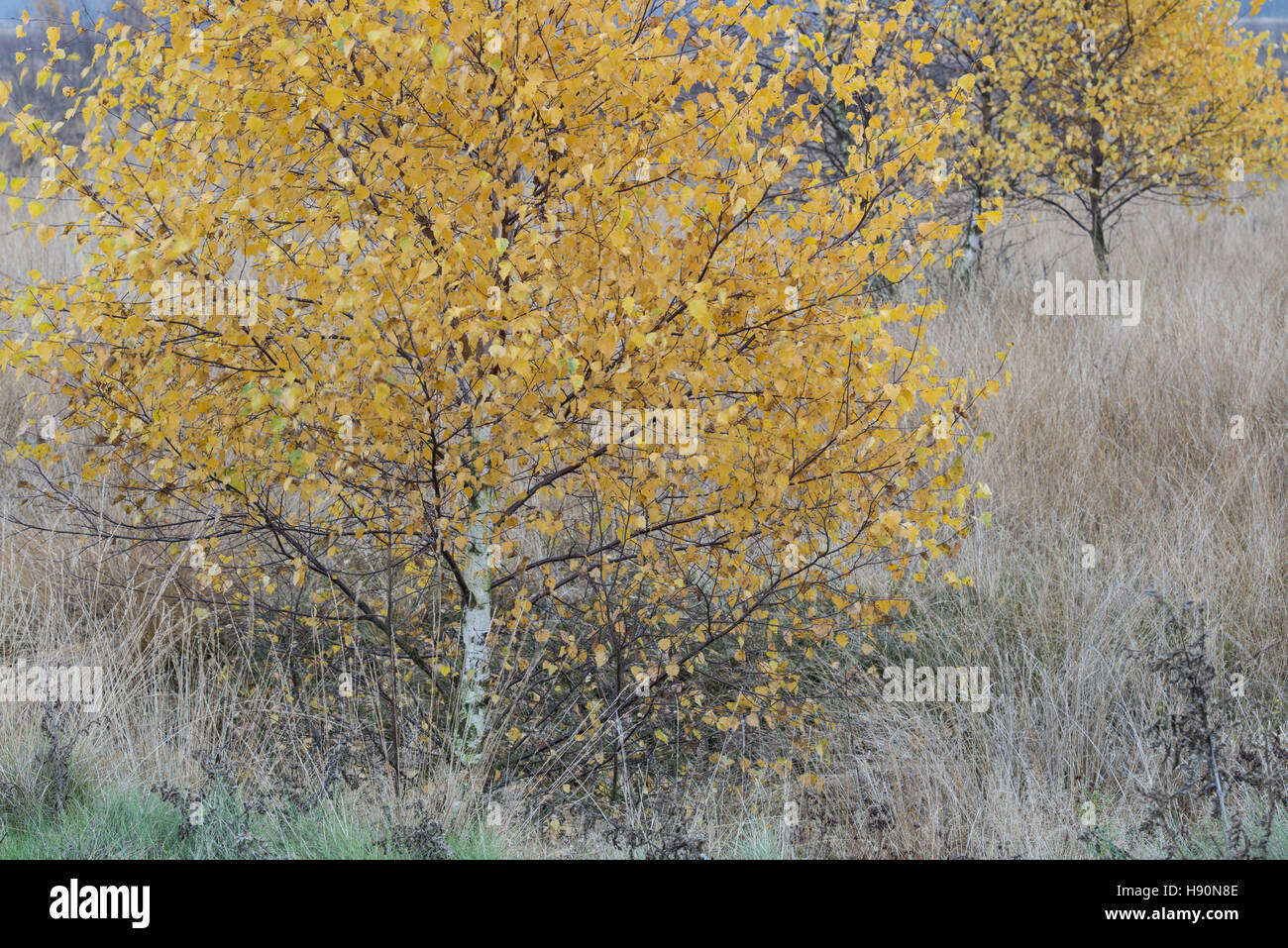 birch trees in the moor in autumn, goldenstedt, vechta district, lower ...