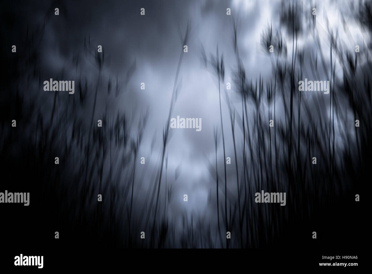 Haunted forest, Motion blur background Stock Photo - Alamy