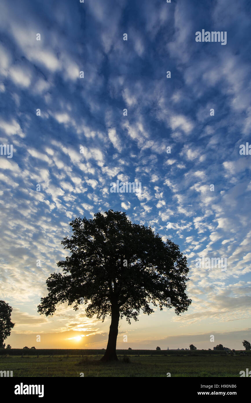 oak tree at sunrise near lutten, goldenstedt, vechta district ...