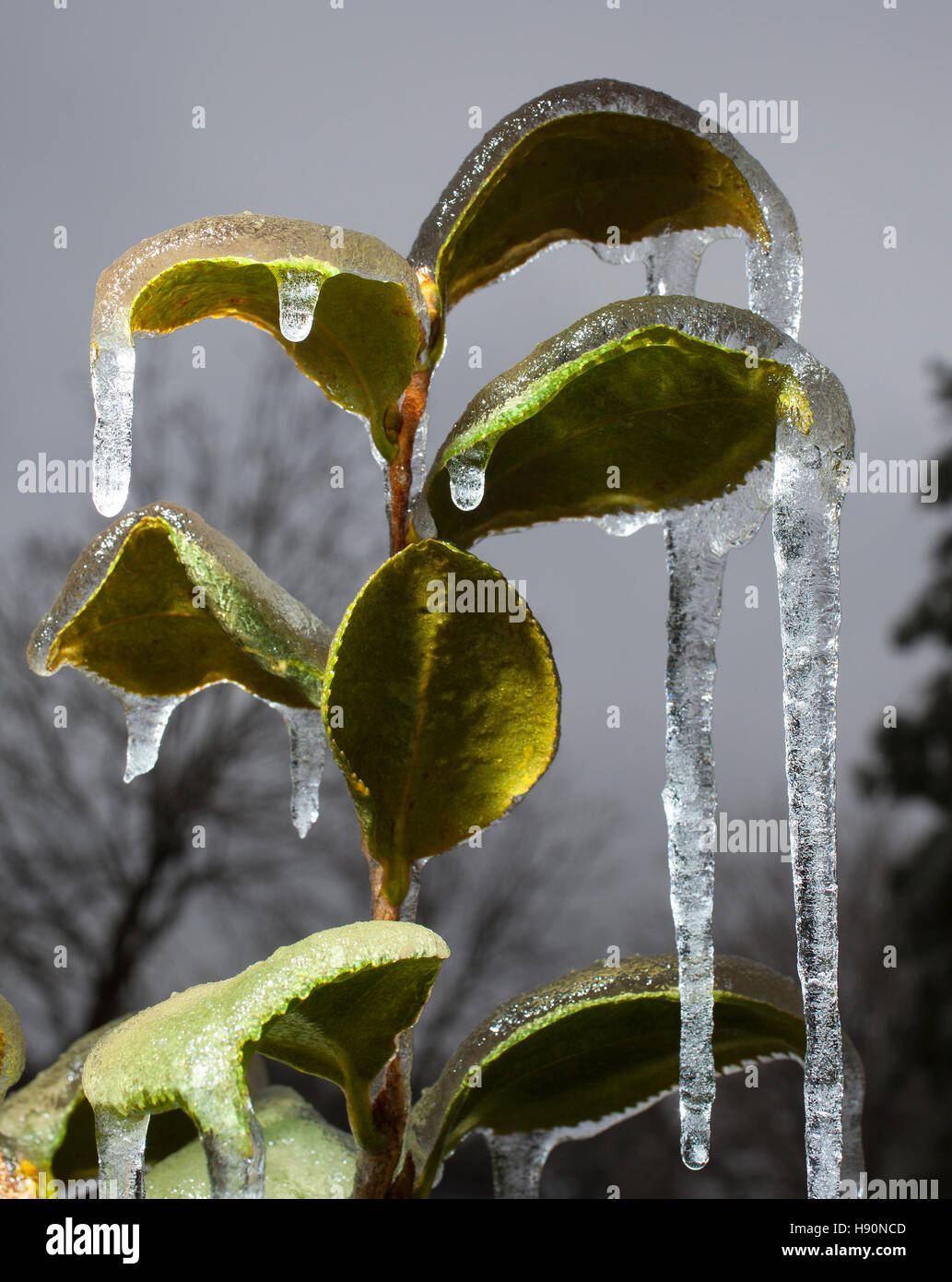 Storm leaves hi-res stock photography and images - Alamy